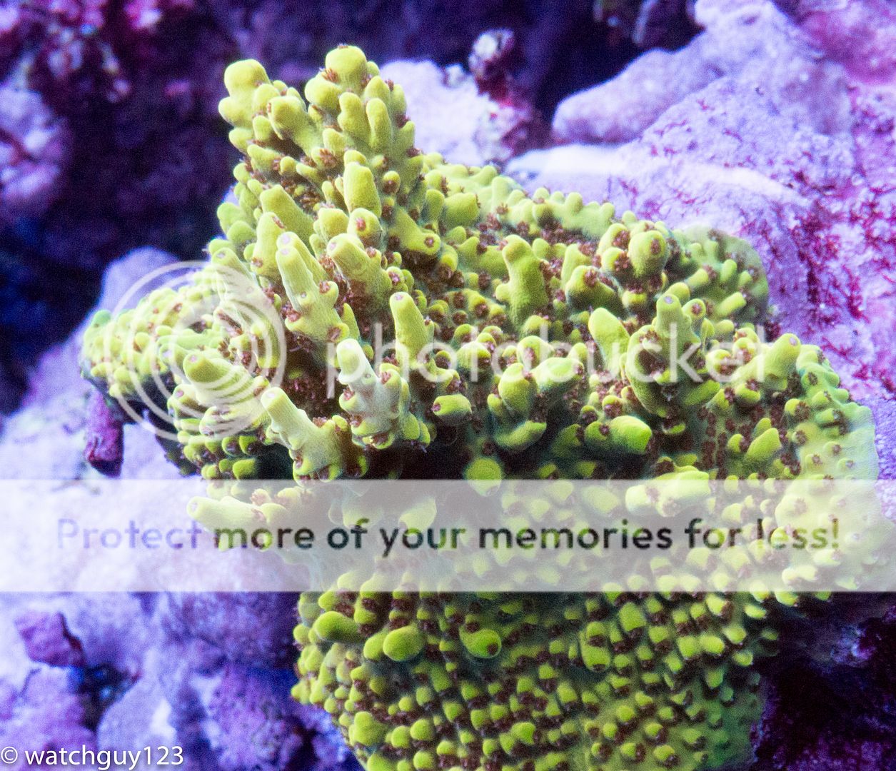 RR Pink Floyd | Reef2Reef