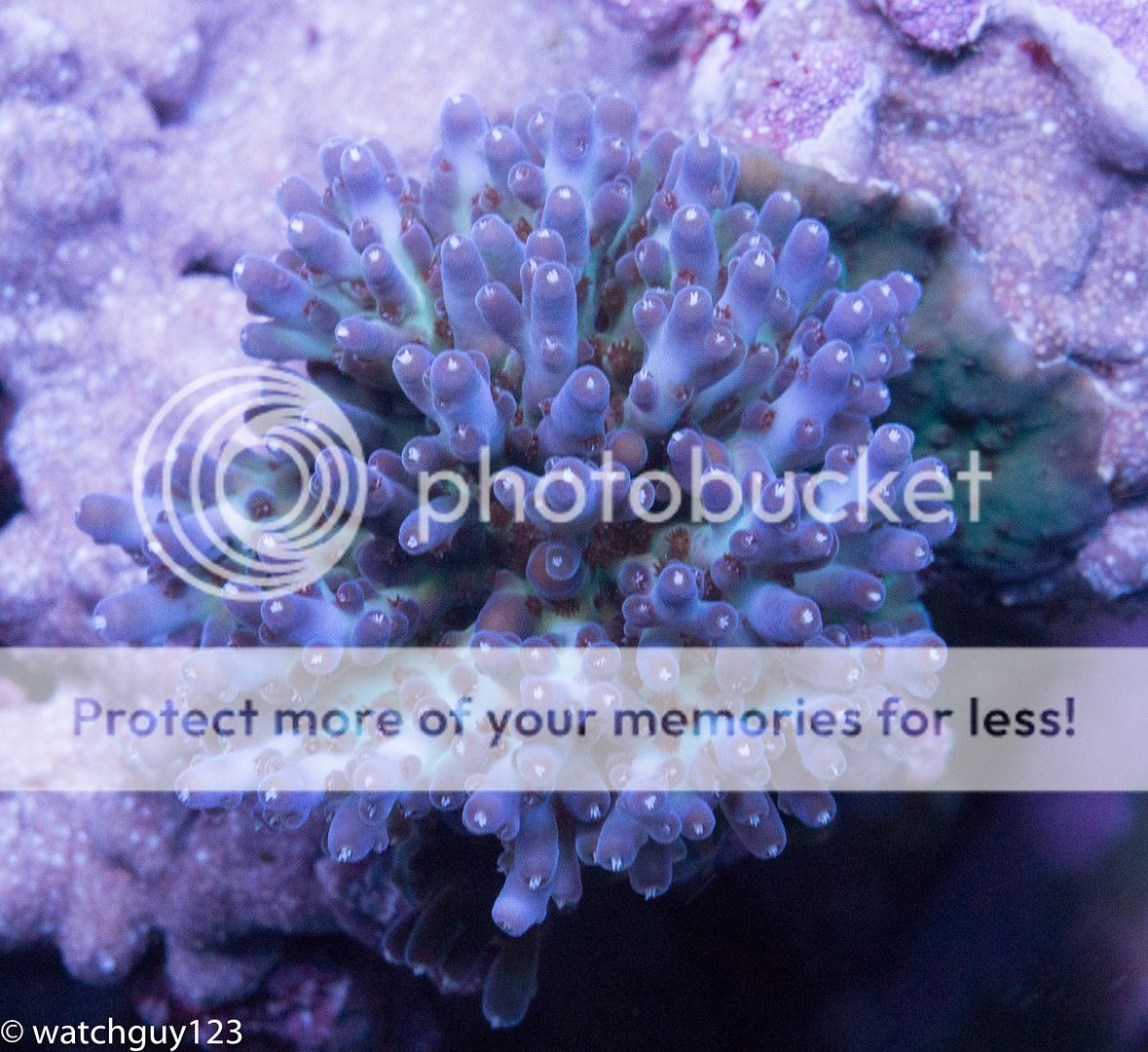 Reef Raft Canada Shazam | Reef2Reef