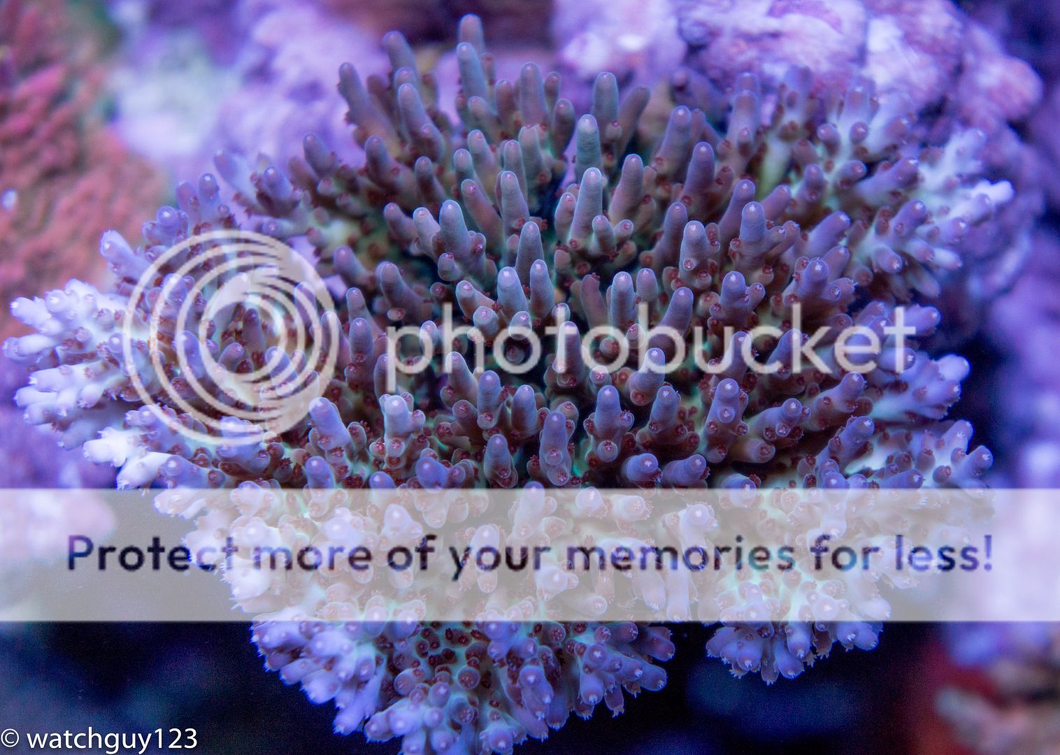 Reef Raft Canada Shazam | Reef2Reef