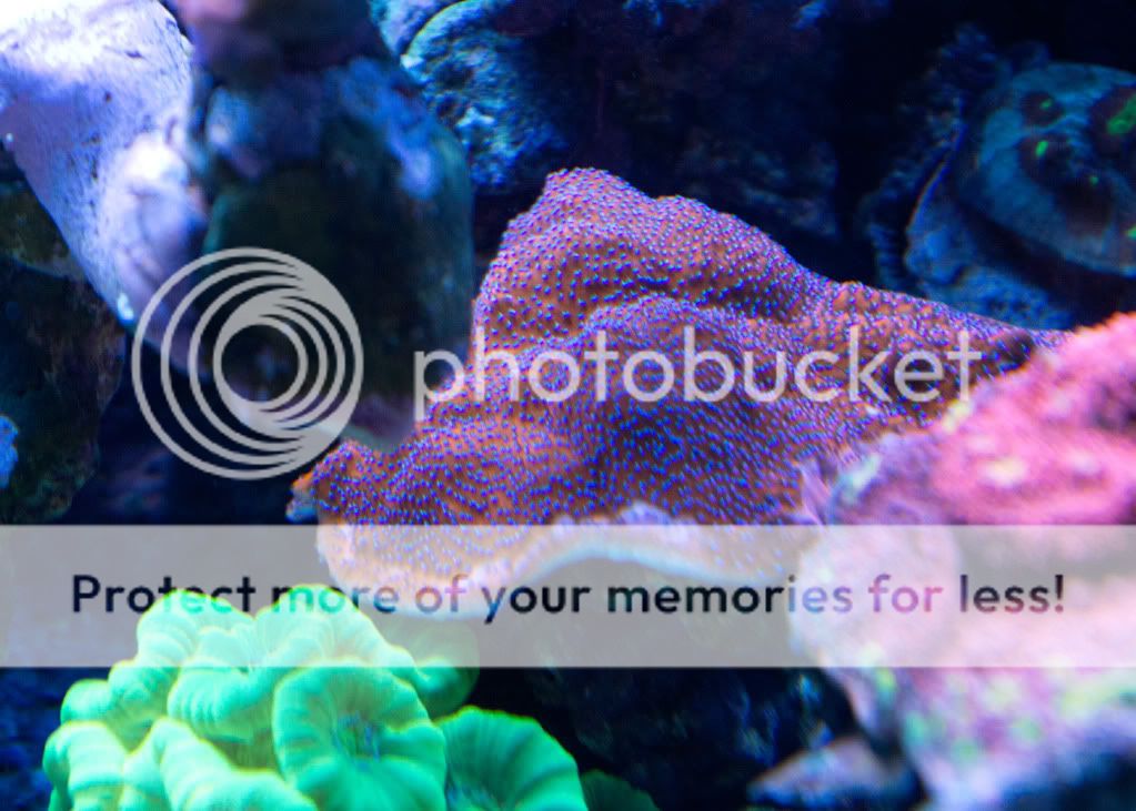 mystic sunset montipora | Reef2Reef