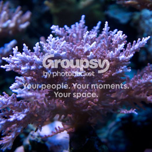 SPS--a bunch of pretty sticks-- red dragon, red convex, reeftek ...